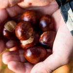 Tout savoir sur les fruits rouges